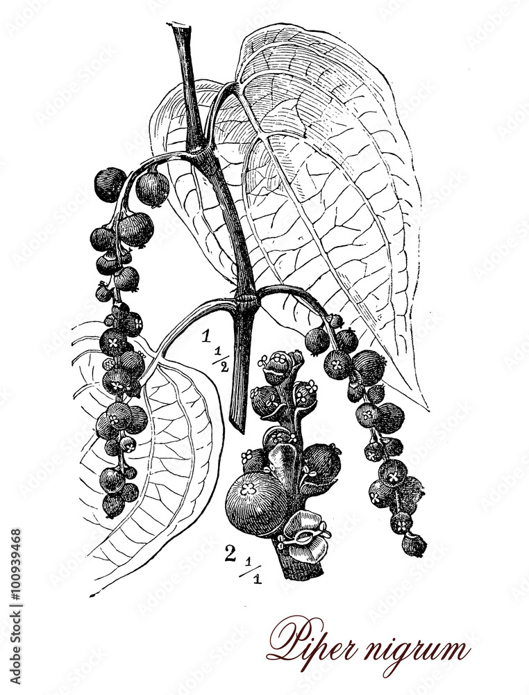Vintage print describing Black pepper botanical morphology:perennial ...
