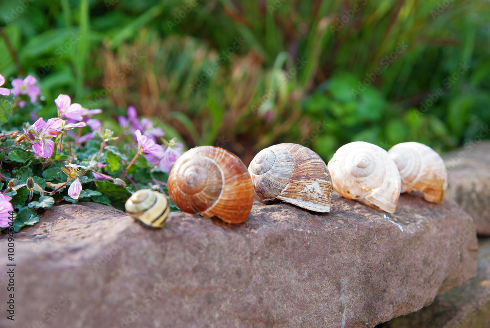 five snail shells on a stone in a garden Stock Photo | Adobe Stock