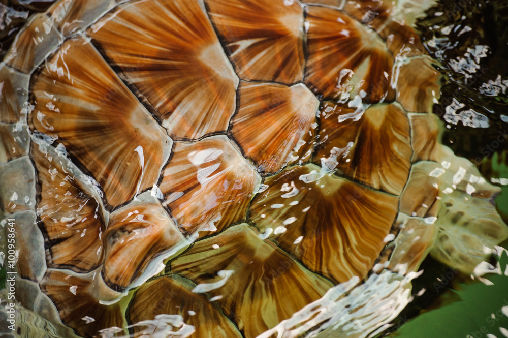 Turtle carapace Background shell texture Stock Photo | Adobe Stock