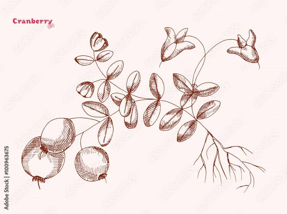 Hand drawing of a cranberry Stock Vector | Adobe Stock