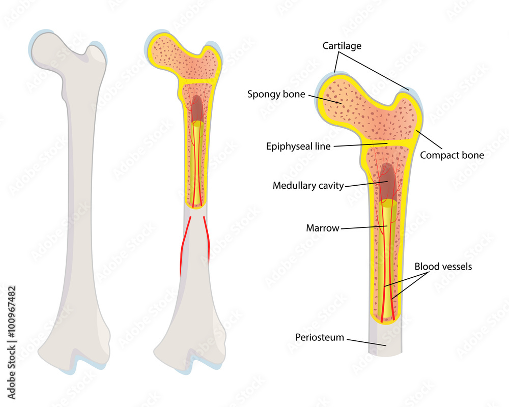 Human bone anatomy, vector Stock Vector | Adobe Stock