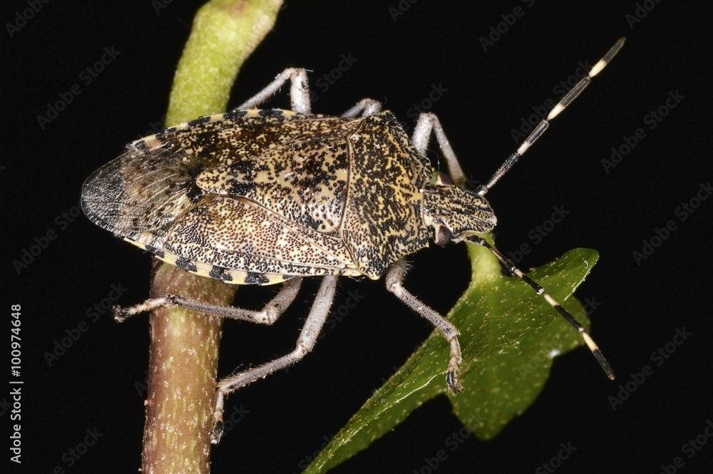 Rhaphigaster nebulosa, a European stink bug in the family Pentatomidae ...
