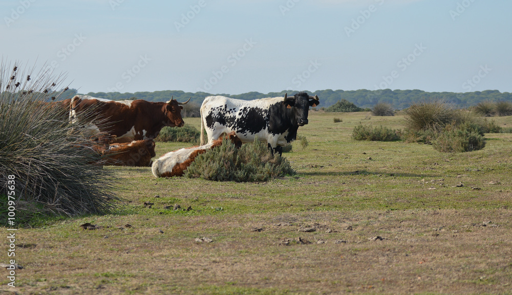 vacas marismeñas foto de Stock | Adobe Stock