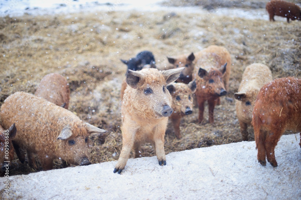 Group of young mangalitsa pigs in the winter on the snow. The brood is ...
