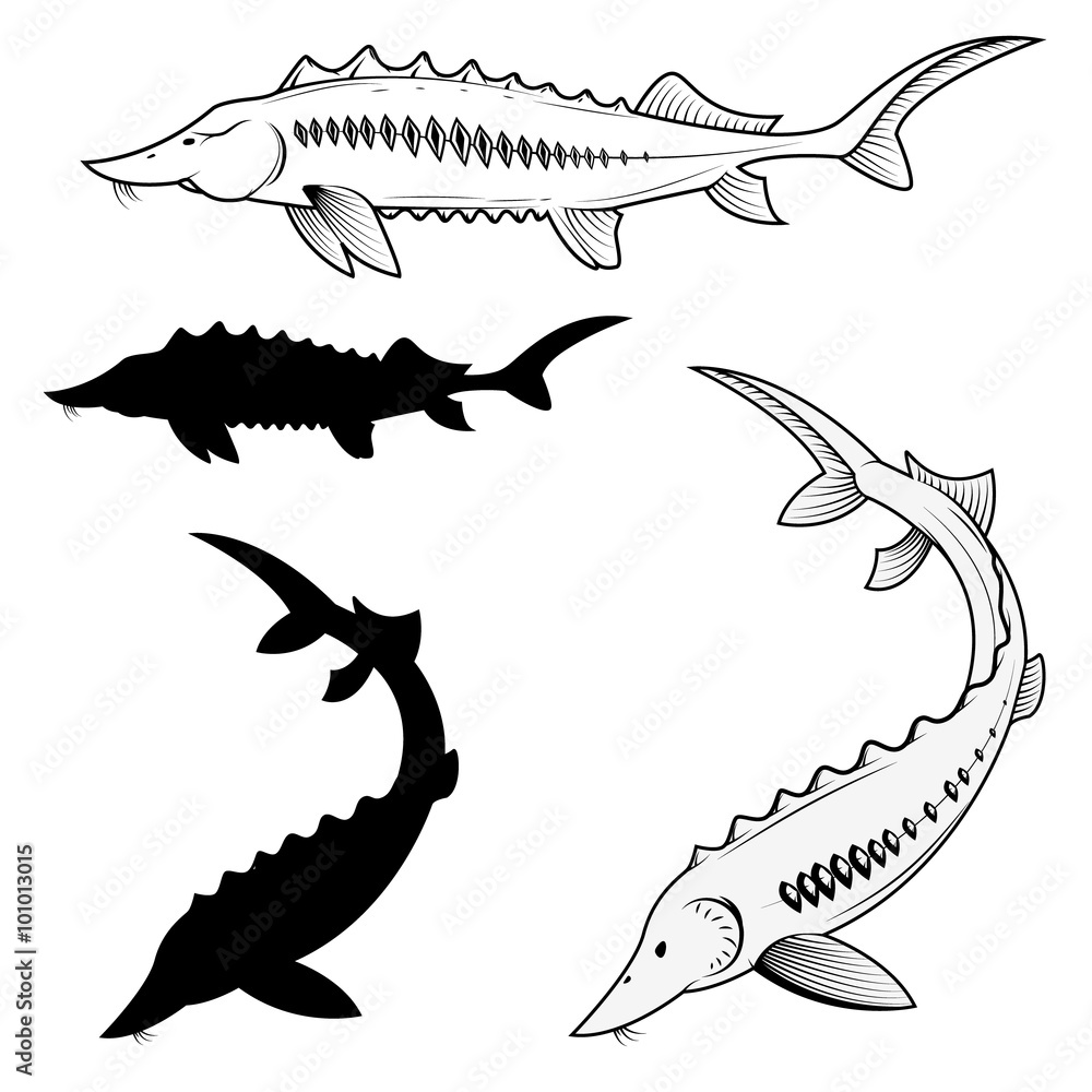 Poster Set of sturgeon vector illustrations – Wall Art | UkPosters