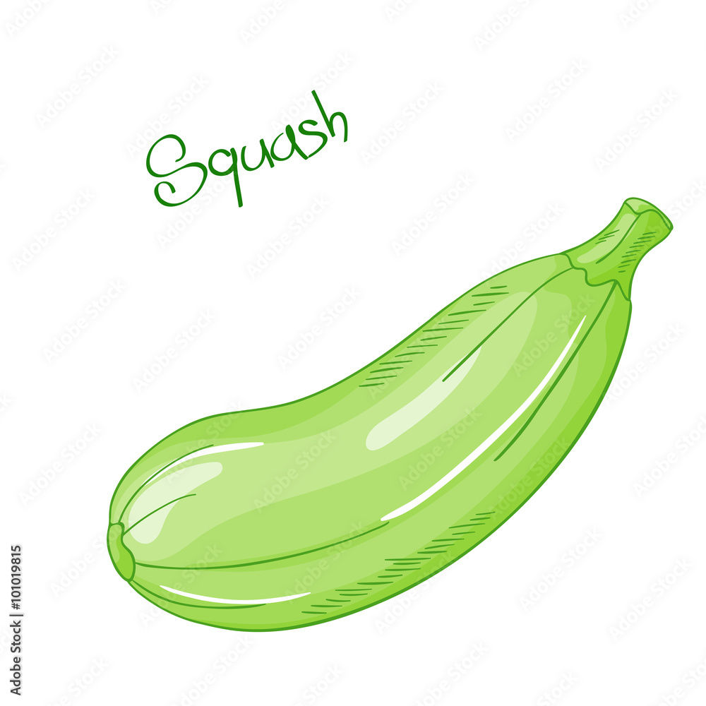 vector isolated cartoon fresh hand drawn squash. Stock Vector | Adobe Stock