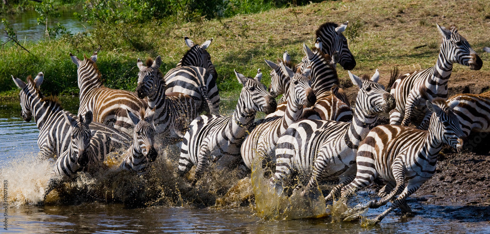 Zebras Running Through Water