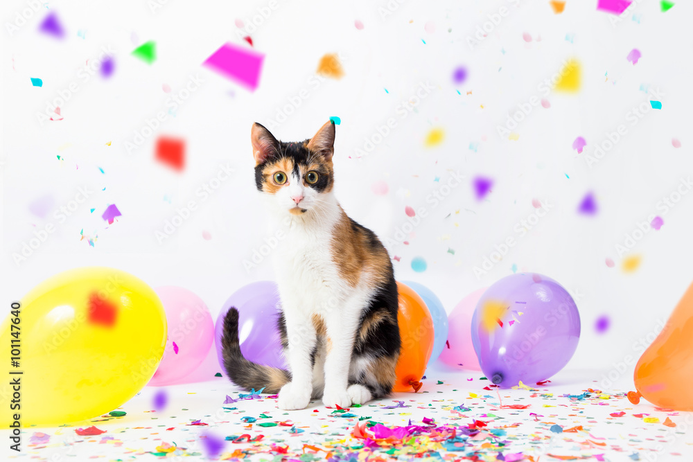 Friert Eine Katze