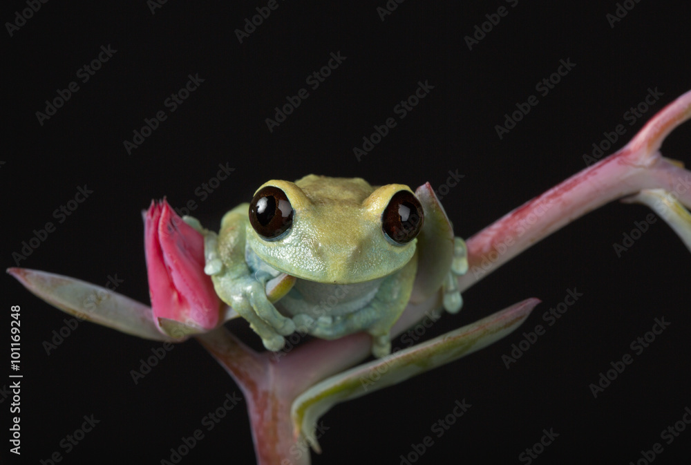 Alien Tree Frog Stock Photo | Adobe Stock