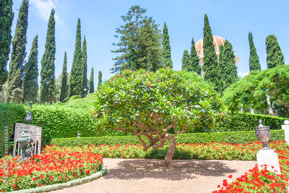 Bahai Gardens Flowers