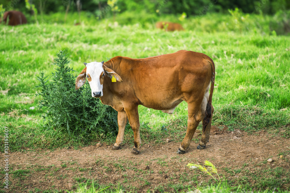 Cow in the paddock during the day in Queensland Stock Photo | Adobe Stock
