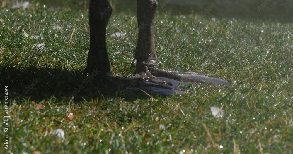 White Swan's Legs And Feet Close Up Bird is Walking by Green Grass ...