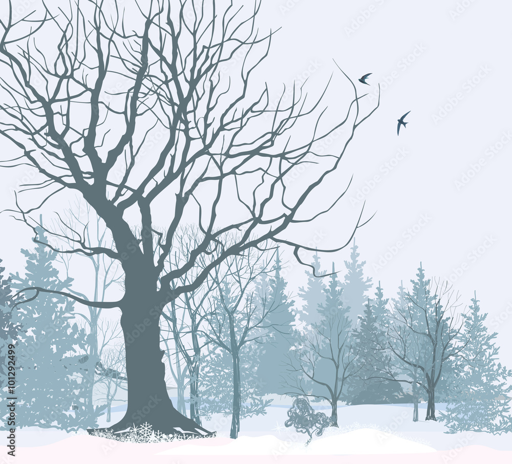 Snowy forest background. Tree without leaves over snow. Winter park or ...