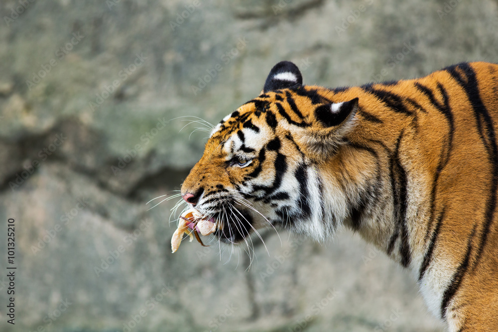 Tigers eat chicken Stock Photo | Adobe Stock