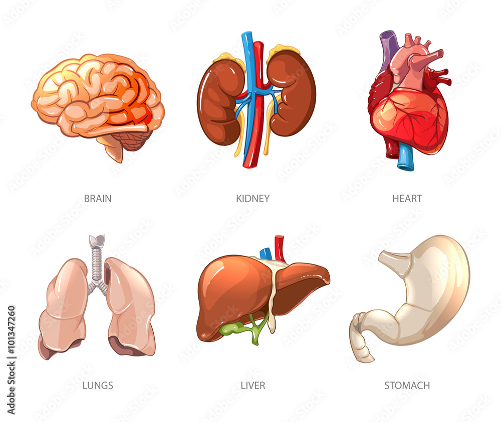 Internal Organs Kidney