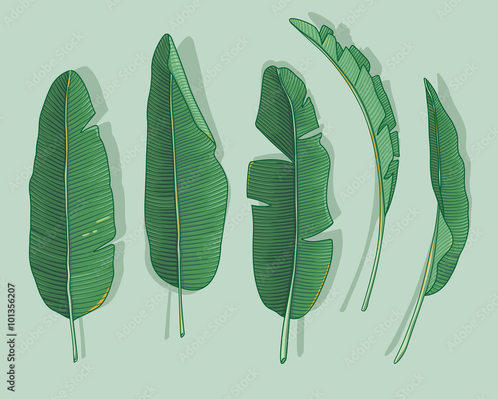 Banana leaves Stock Vector | Adobe Stock