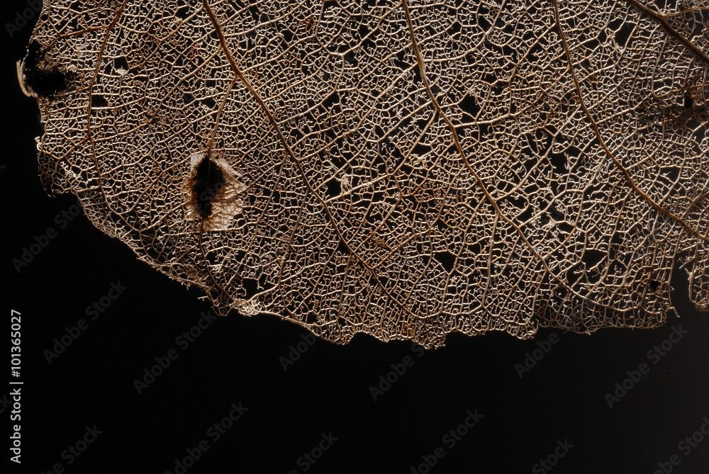 Detailed leaf skeleton. Only the thickest parts of the leaf have ...