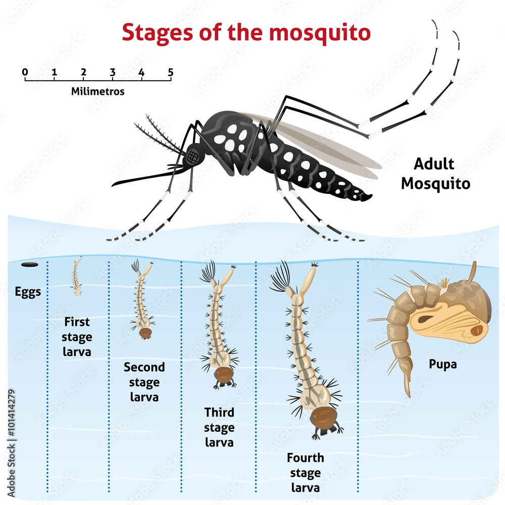 Nature, Aedes aegypti Mosquito stilt, the life cycle vector de Stock ...