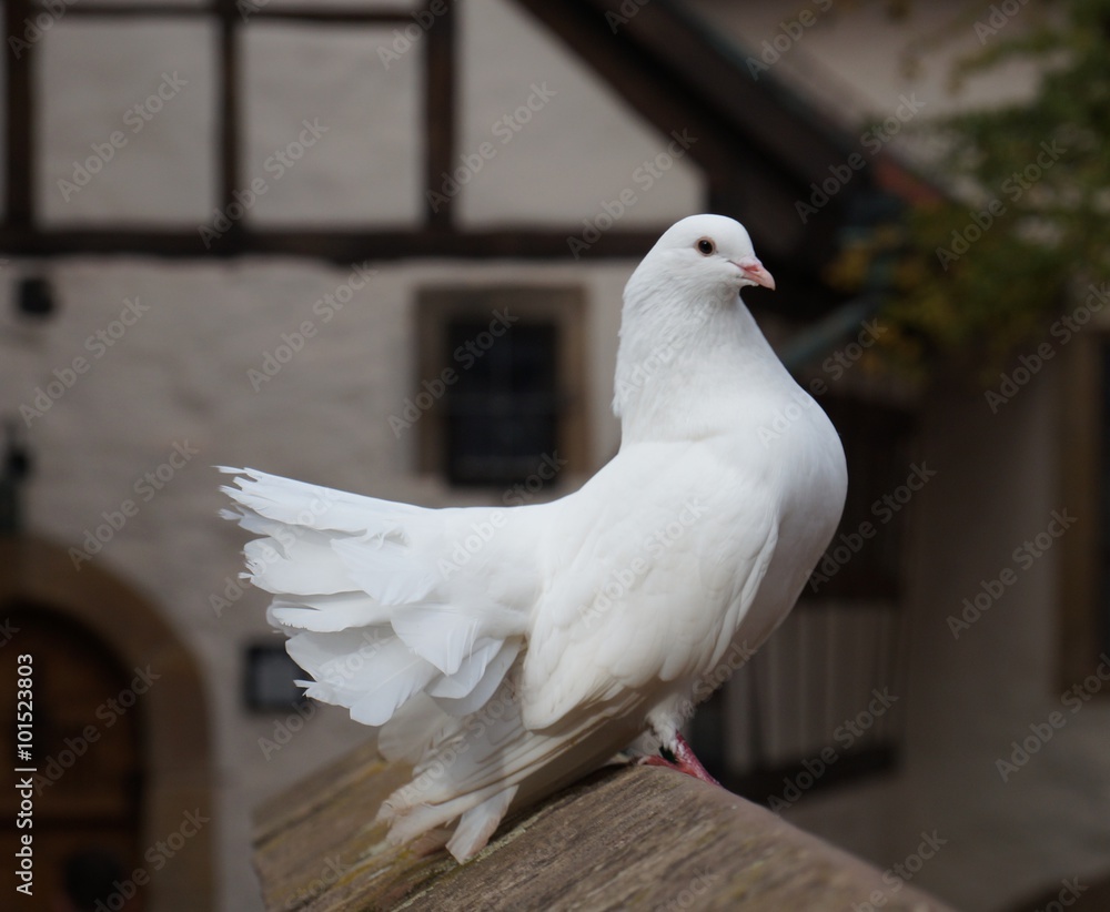 White Fantail Pigeon