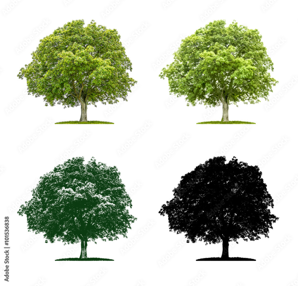 Baum in vier unterschiedlichen Illustrationstechniken - Walnussb Stock ...
