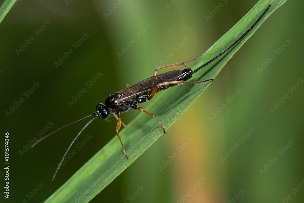 Buathra laborator parasitic wasp. A probable identification of this ...