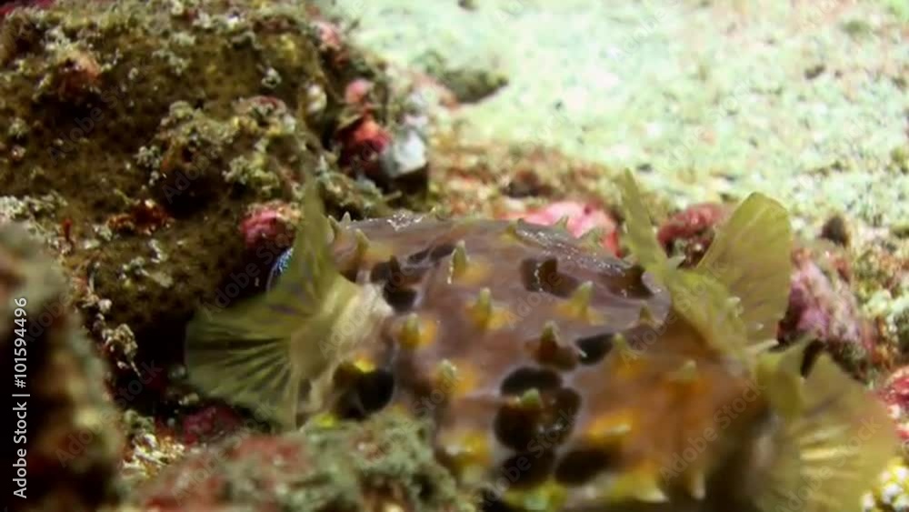 Vidéo Stock Puffer fish pouted and then blown away! Sea Life. Amazing ...