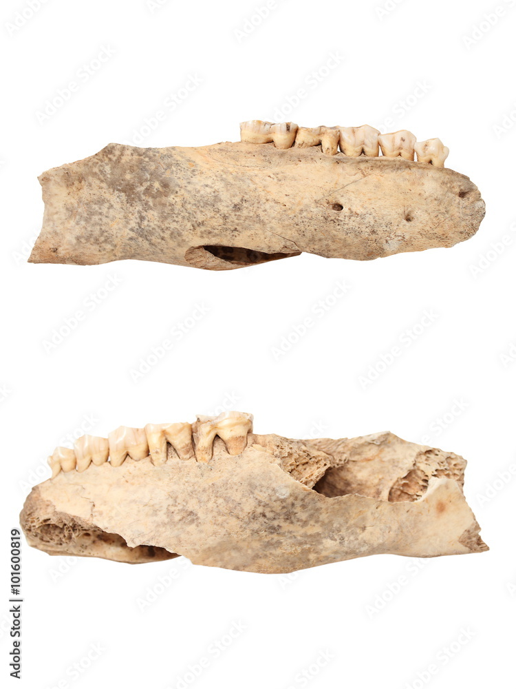 Poster wild boar isolated ancient mandible – Wall Art | UkPosters