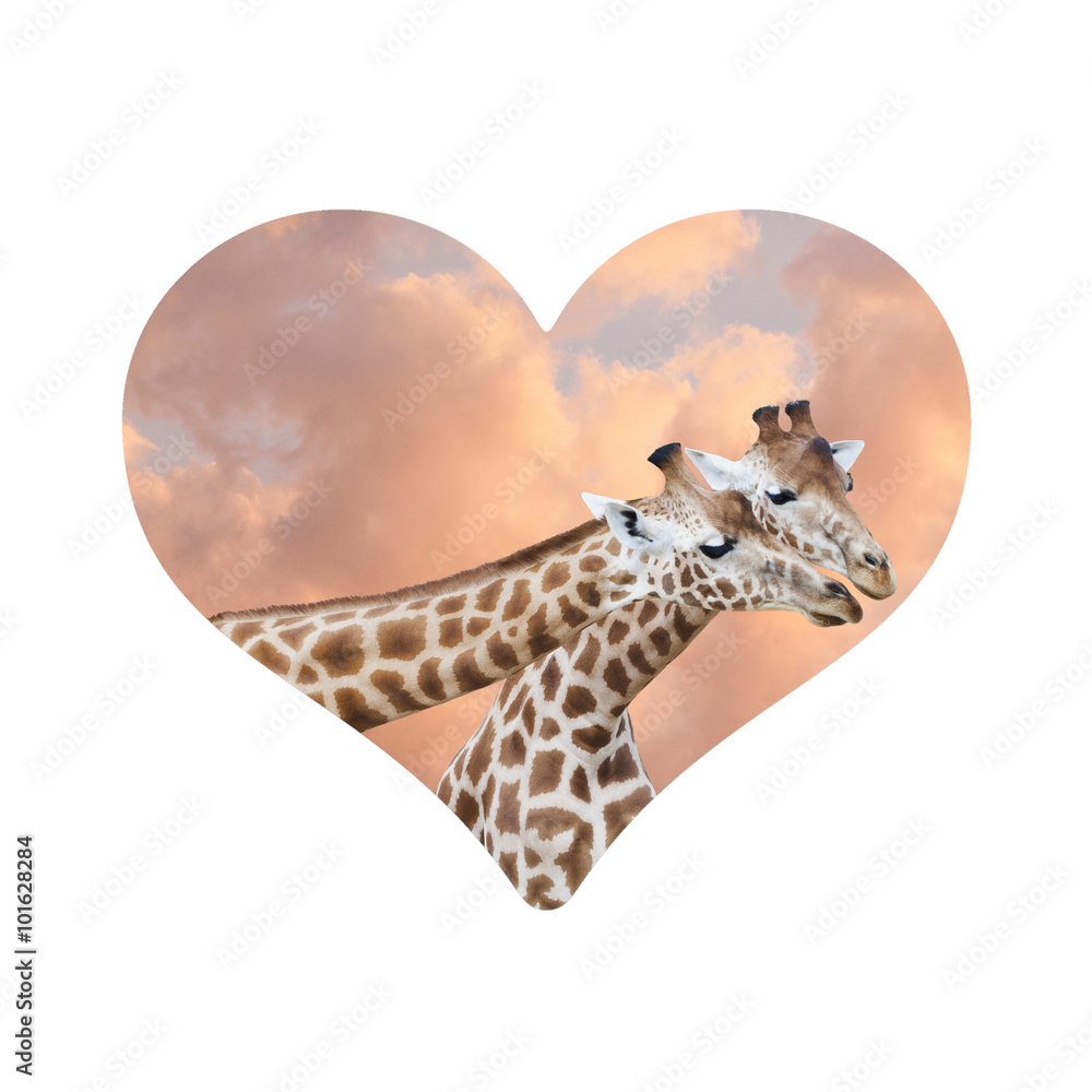 Coeur amour couple girafe ciel rosesur fond blanc Stock Photo | Adobe Stock