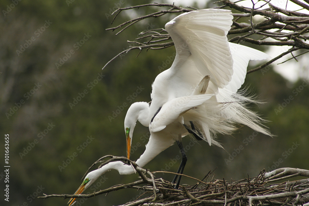 Two great white egrets mating in Georgia. Stock Photo | Adobe Stock