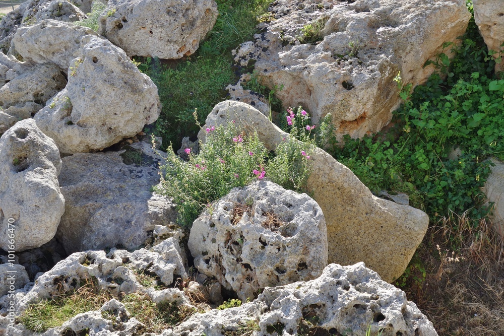 The Neolithic megalith temple complex of Ggantija (Tempji Neolitici Tal ...