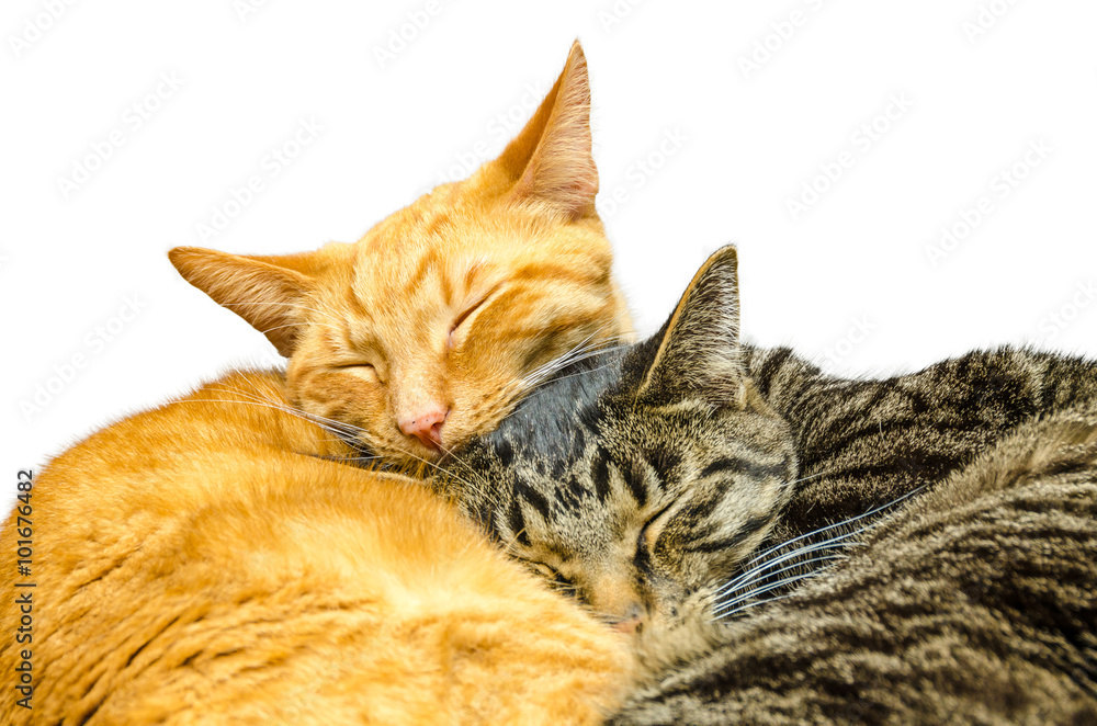 Two Cats Sleeping