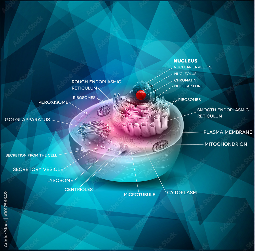 Cell structure beautiful design, cross section of the cell detailed ...