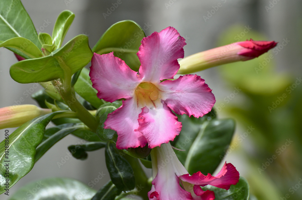 Adenium obesum is a species of flowering plant in the dogbane family ...