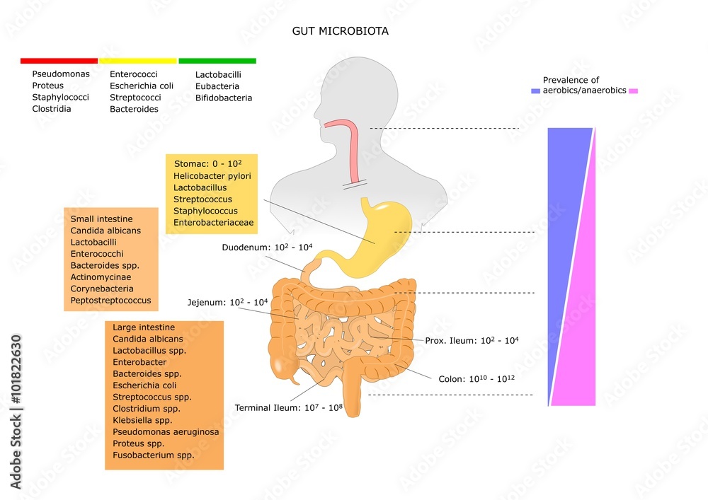 the microbiota system: main types of gastrointestinal bacteria Stock ...