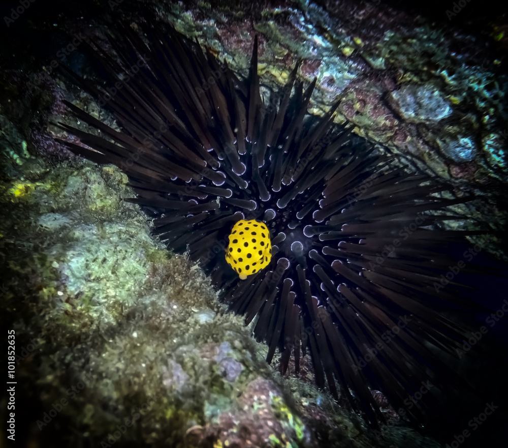 Juvenile cube trunk fish (Osraciidae family) on corall reef at the Red ...