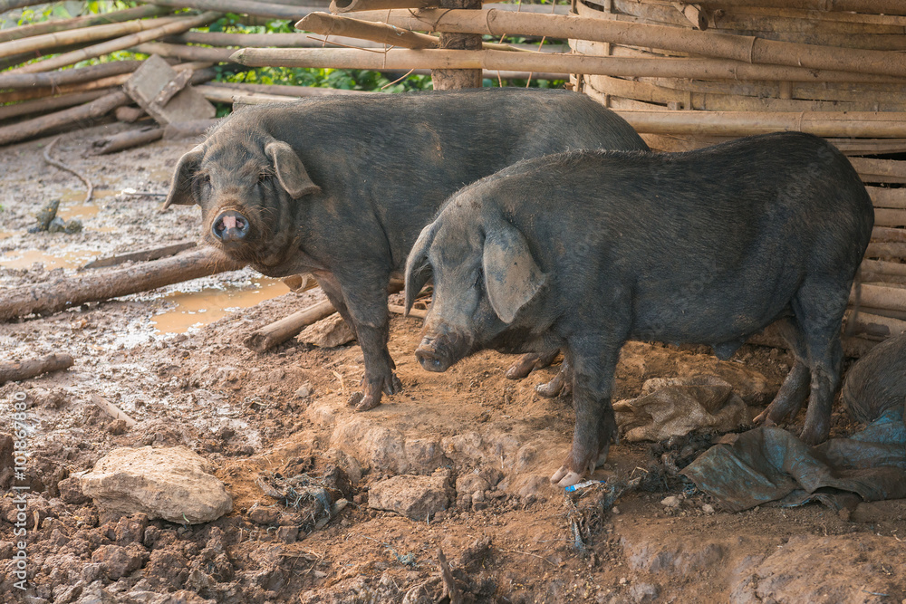 Black pigs Stock Photo | Adobe Stock