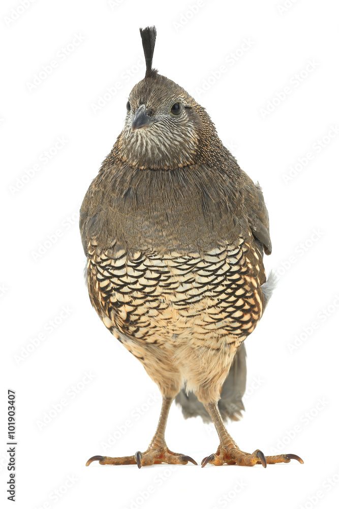 Female Quail