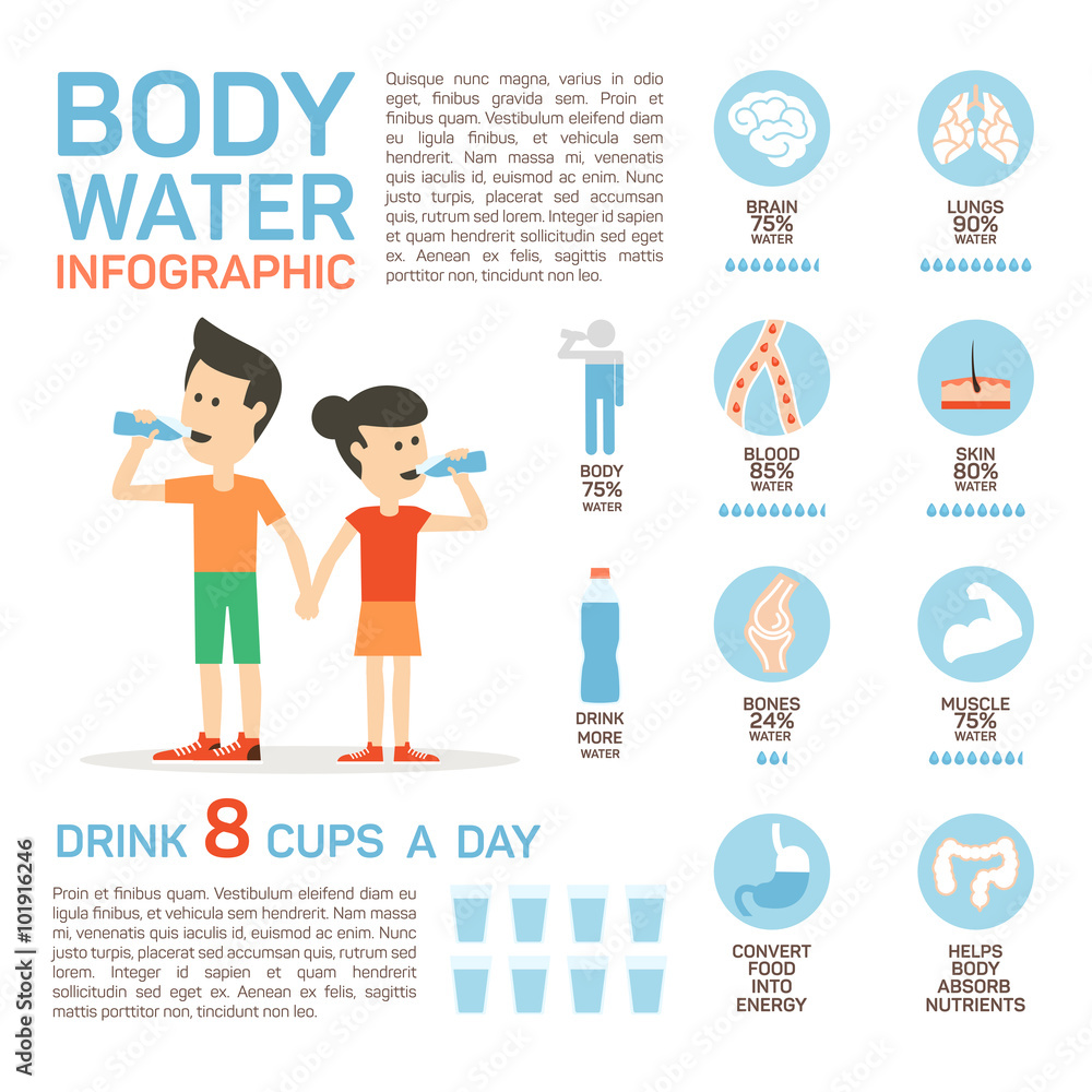 Vector flat style of body water infographic concept. Concept of ...