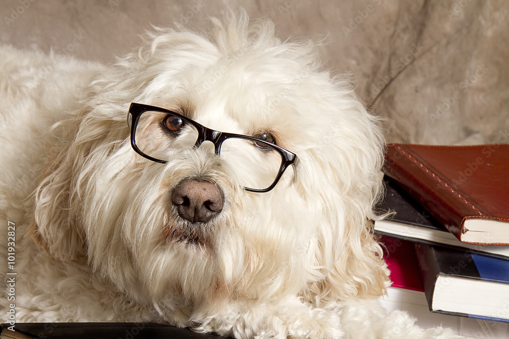 Studious large white dog wearing reading glasses and surrounded by ...