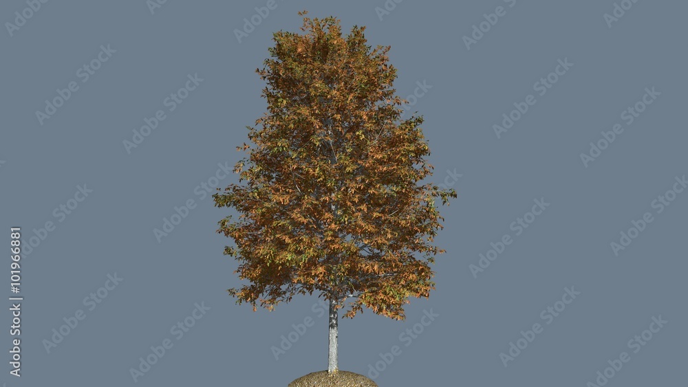 Shingle Oak Tree is Swaying at The Wind Yellow Tree Leaves Are ...