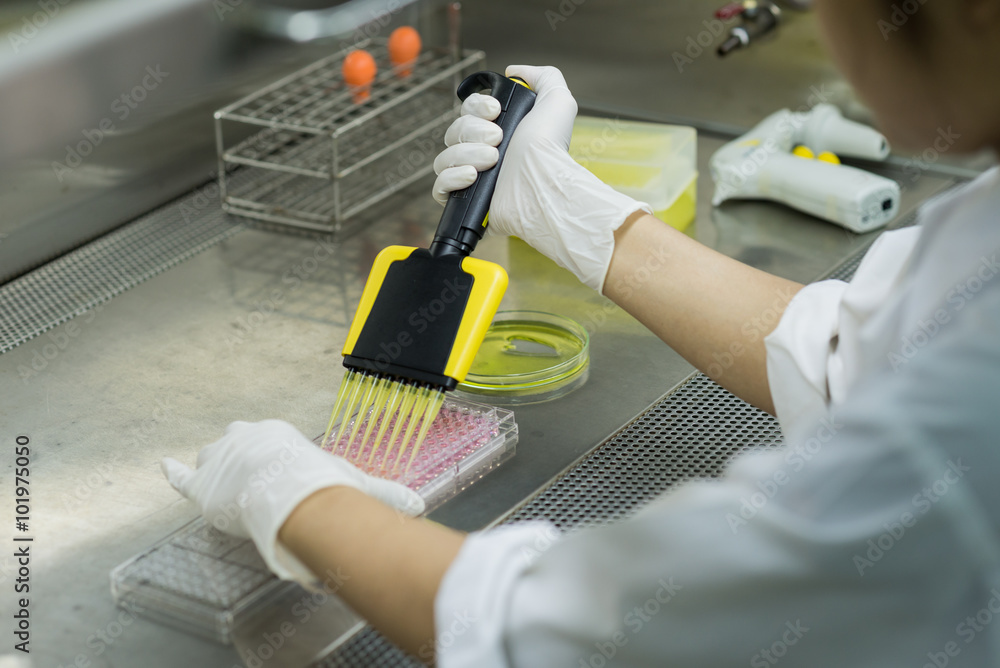 Researcher transfers testing fluid to 96 well plate for microbiological ...