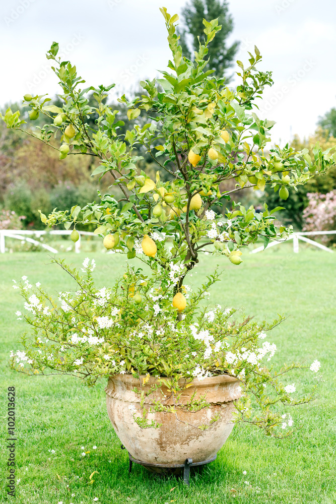 Lemon tree in pot Stock Photo | Adobe Stock