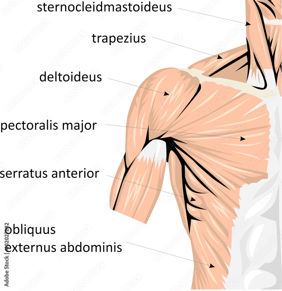 pectoralis major muscle Stock Vector | Adobe Stock