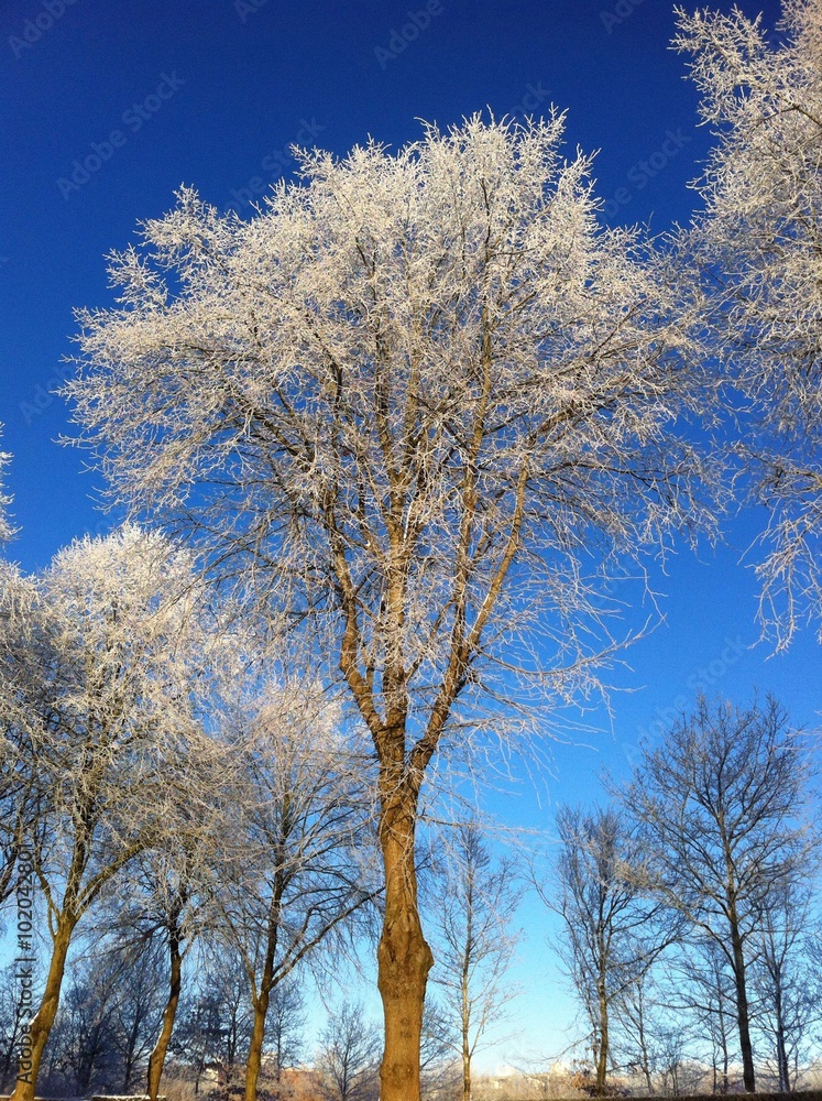 snowy tree with blue sky background Stock Photo | Adobe Stock