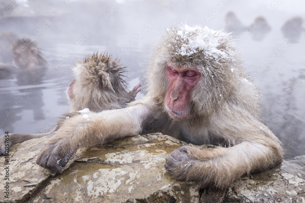 Jigokudani snow monkey bathing onsen hotspring famous sightseein Stock ...