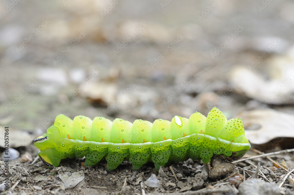 Larva of one of the Emperor moths (Saturnidae) 100mm. Underberg,South ...
