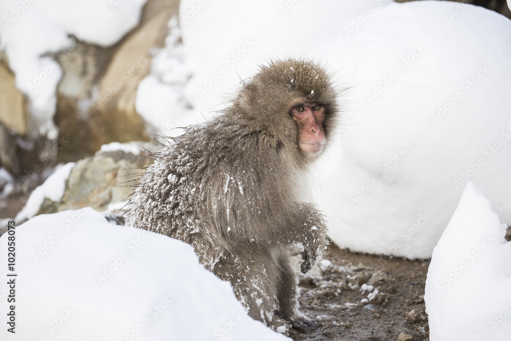 Jigokudani snow monkey bathing onsen hotspring famous sightseein Stock ...