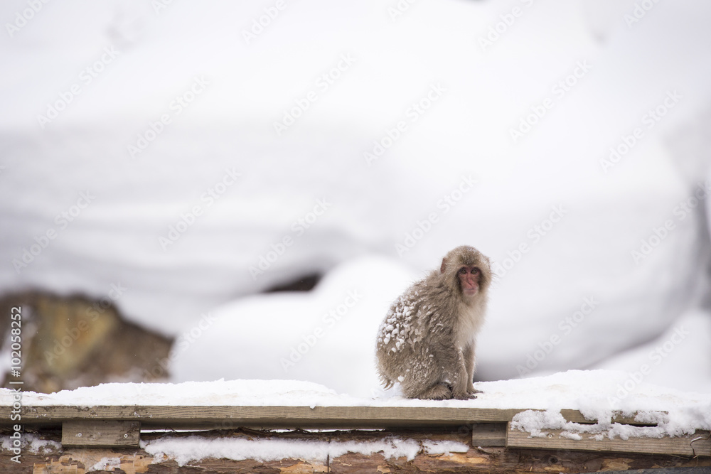 Jigokudani snow monkey bathing onsen hotspring famous sightseein Stock ...