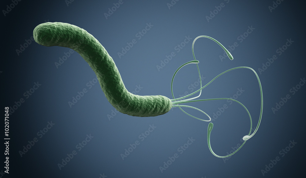 under the microscope, helicobacter bacterium Stock Illustration | Adobe ...