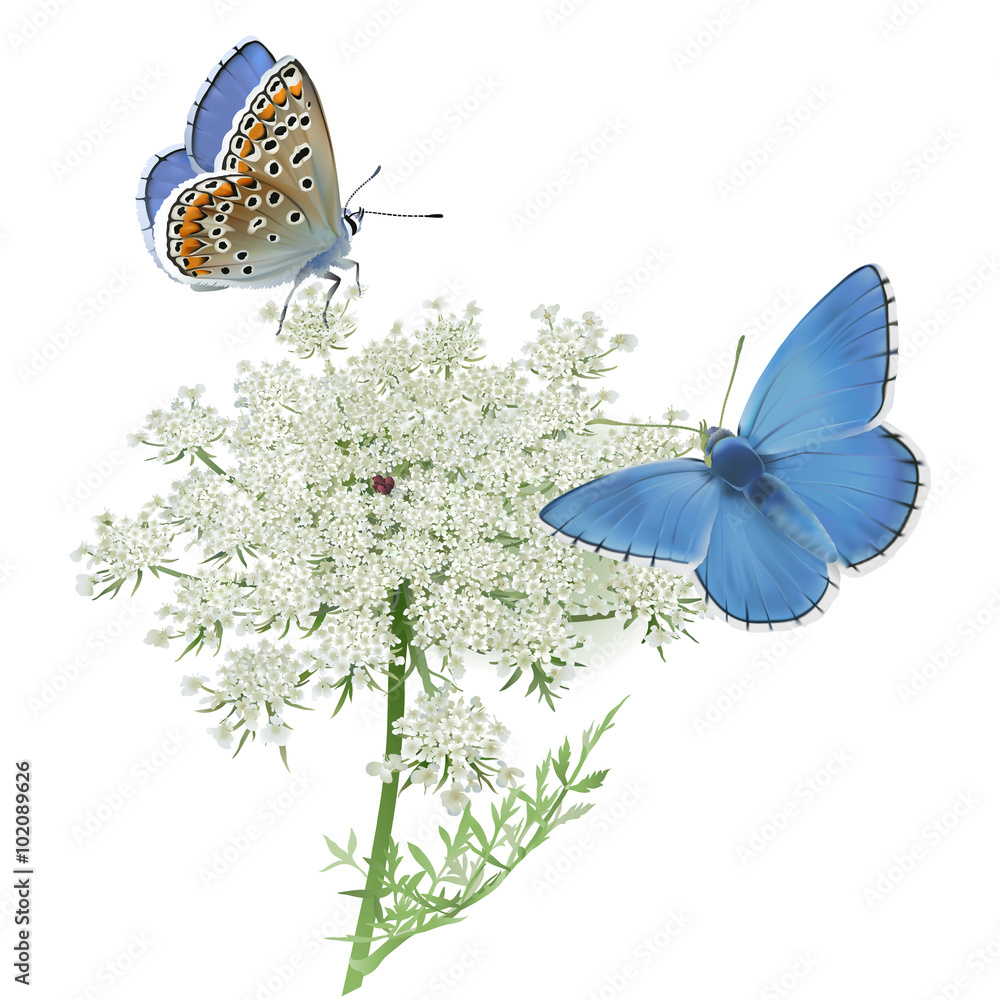 Butterflies Adonis blue on Queen Anne's lace. Hand drawn vector ...